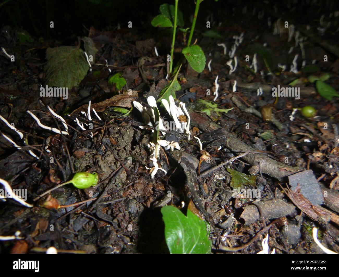 antler and spindle fungi (Clavariaceae Stock Photo - Alamy