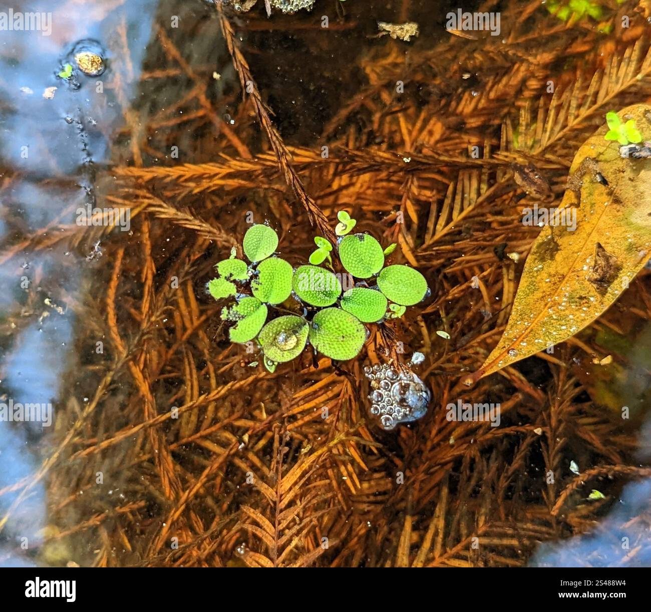 water spangles (Salvinia minima Stock Photo - Alamy
