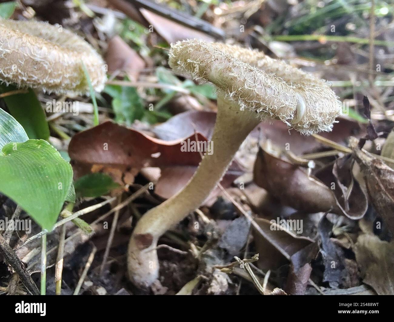 fringed sawgill (Lentinus crinitus Stock Photo - Alamy
