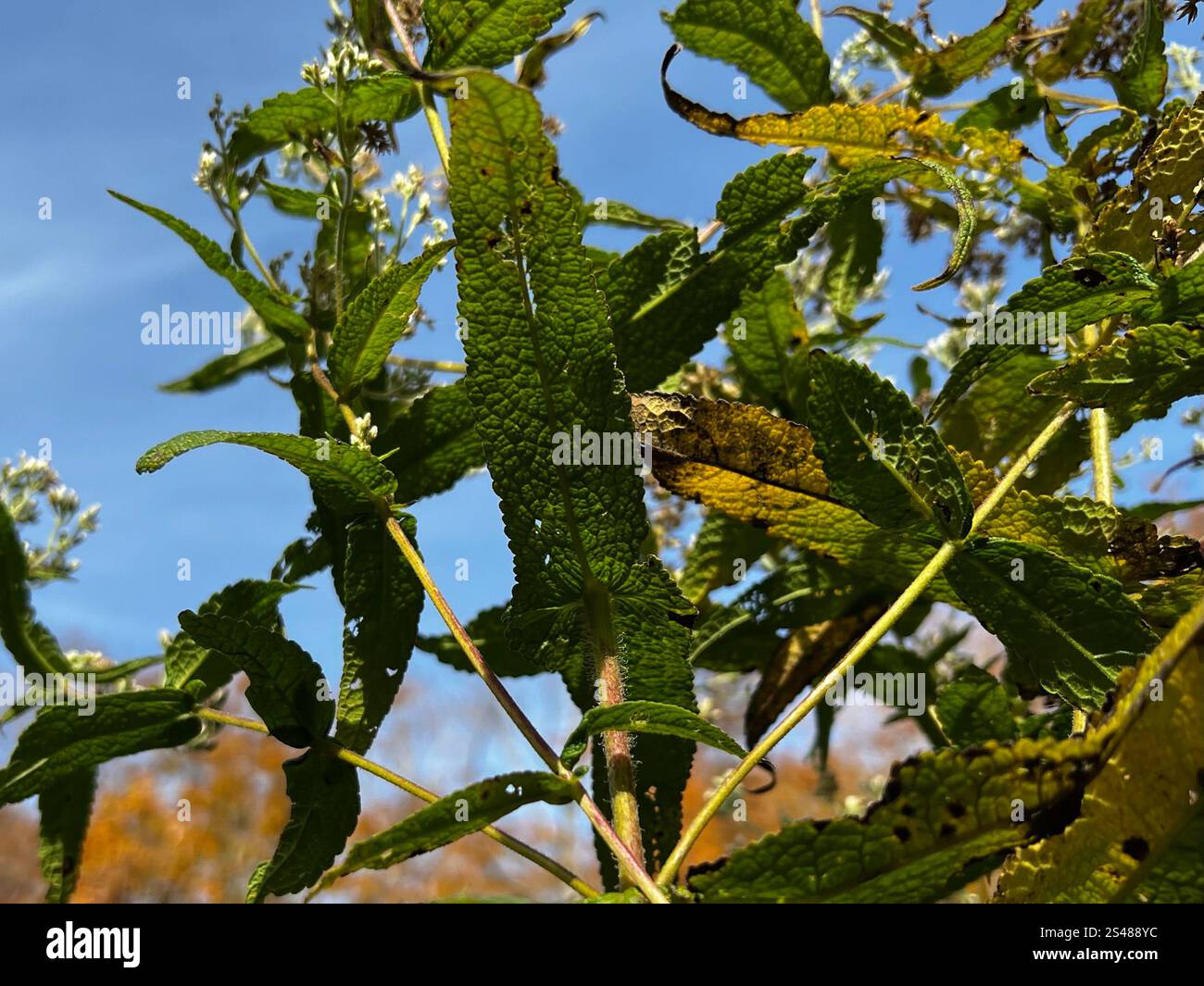 common boneset (Eupatorium perfoliatum Stock Photo - Alamy