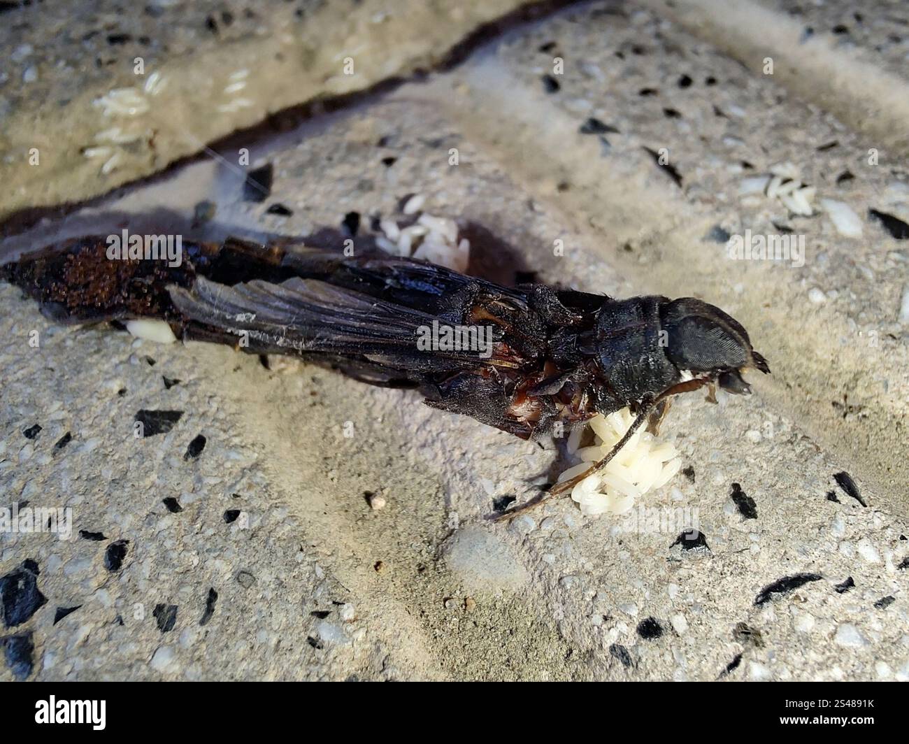 Ship-timber Beetles (Atractocerus Stock Photo - Alamy