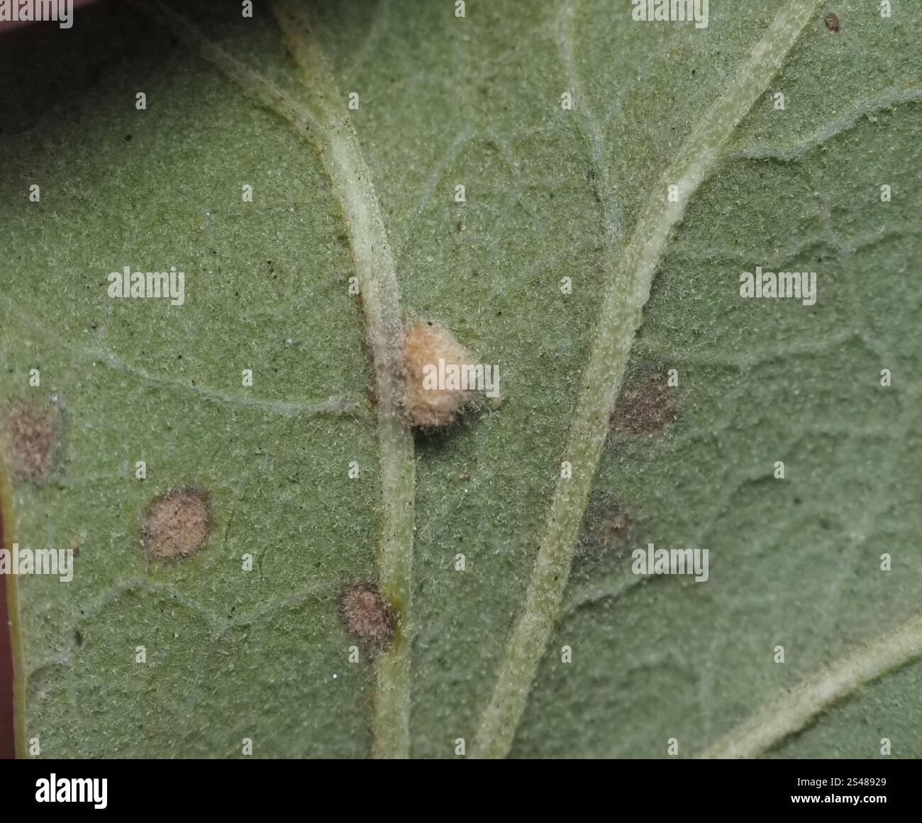 oak flake gall wasp (Neuroterus quercusverrucarum Stock Photo - Alamy