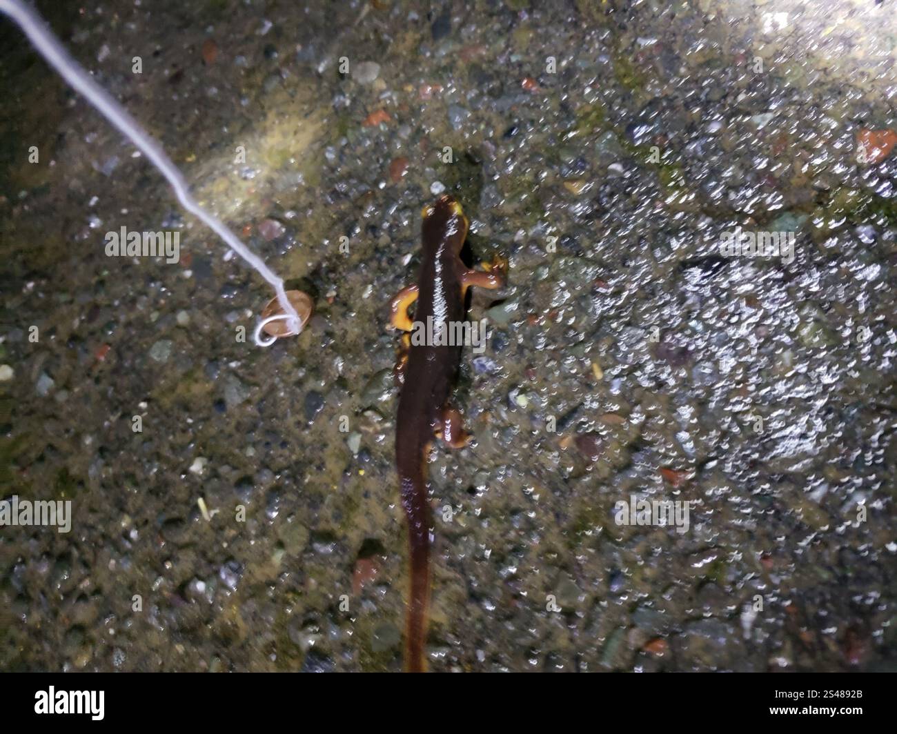 California Newt (Taricha torosa Stock Photo - Alamy