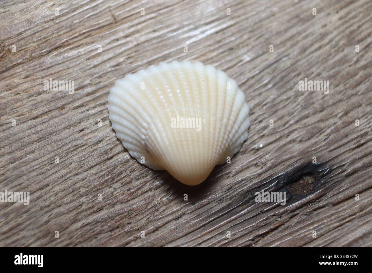 Chemnitz's ark clam (Anadara chemnitzii Stock Photo - Alamy