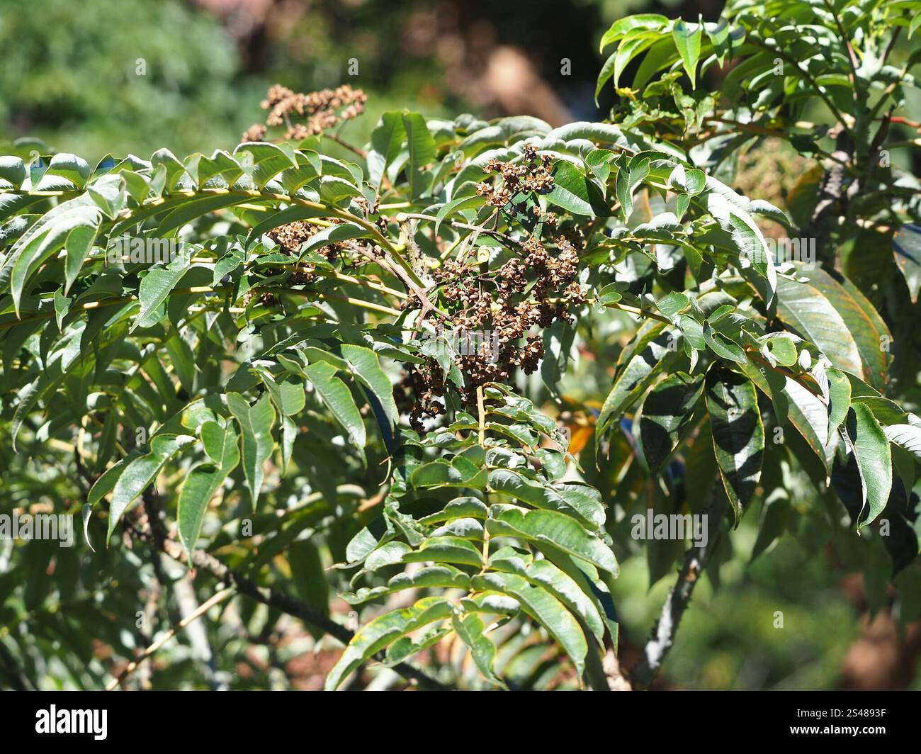 Japanese Prickly Ash (Zanthoxylum ailanthoides Stock Photo - Alamy
