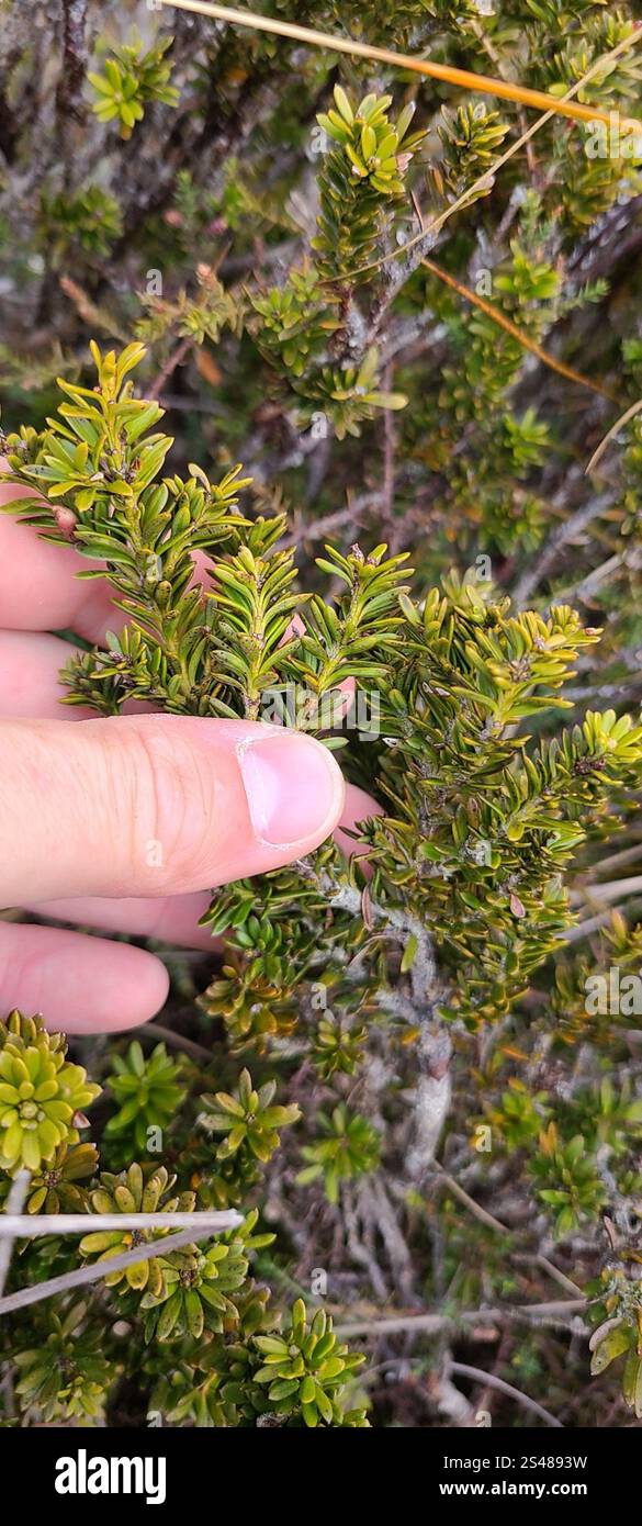 snow totara (Podocarpus nivalis Stock Photo - Alamy