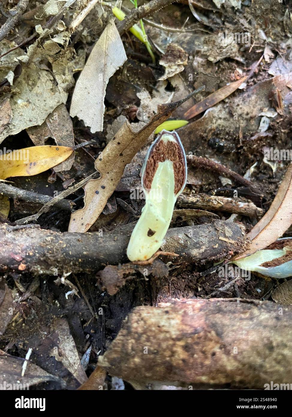 Blue Pouch Fungus (Clavogaster virescens Stock Photo - Alamy