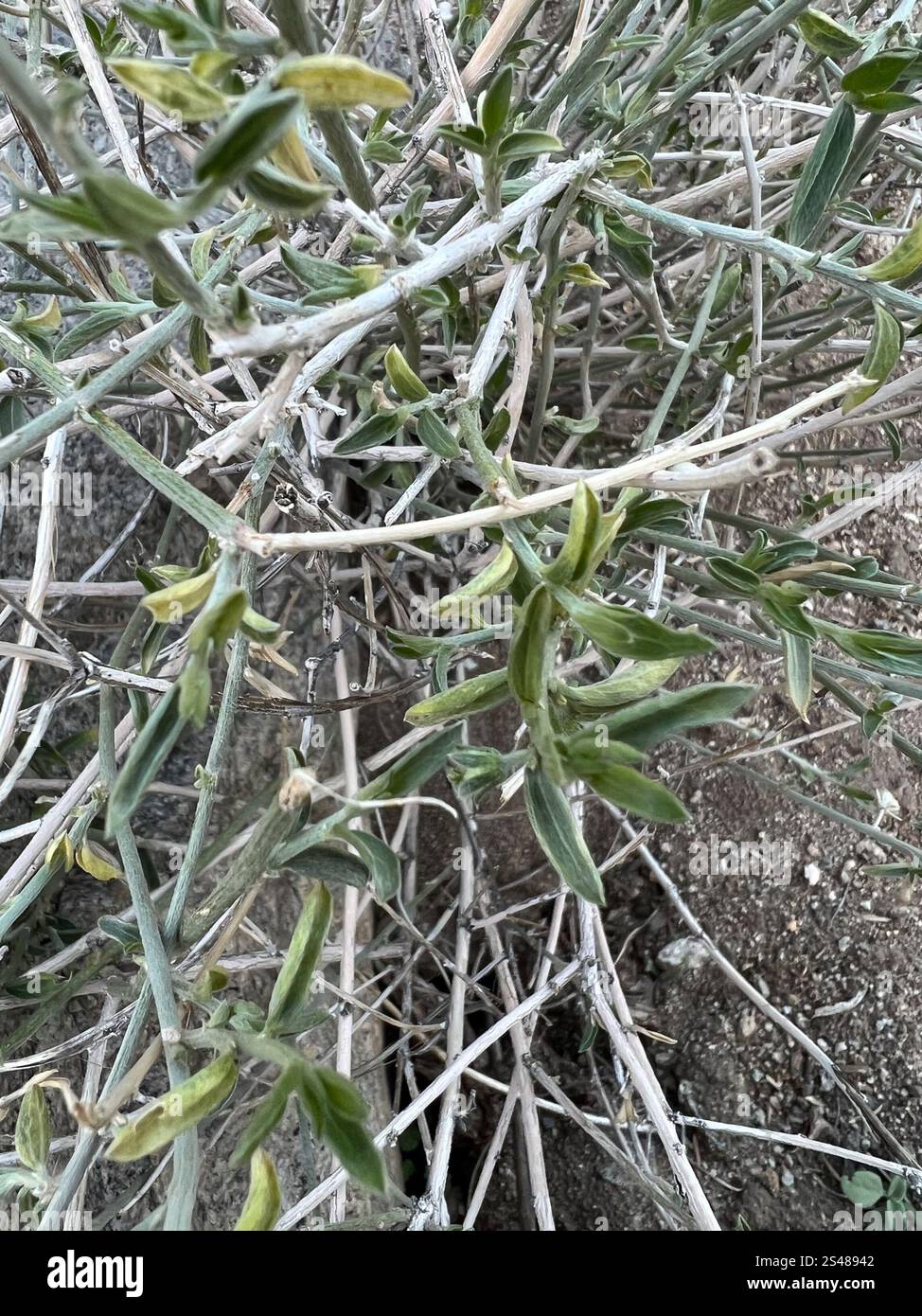 Lance-leaved Ditaxis (Argythamnia lanceolata Stock Photo - Alamy