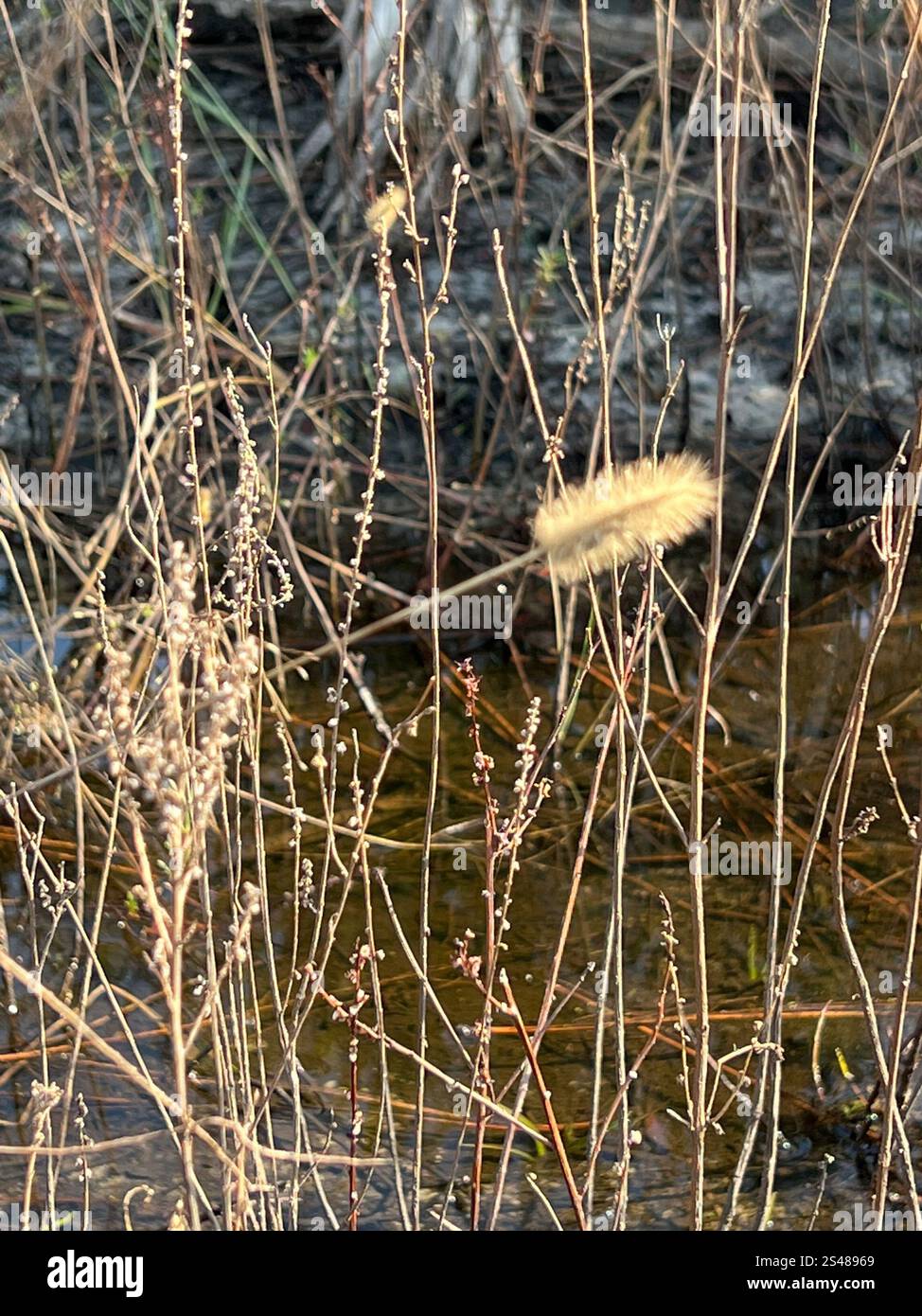 knotroot bristlegrass (Setaria parviflora Stock Photo - Alamy