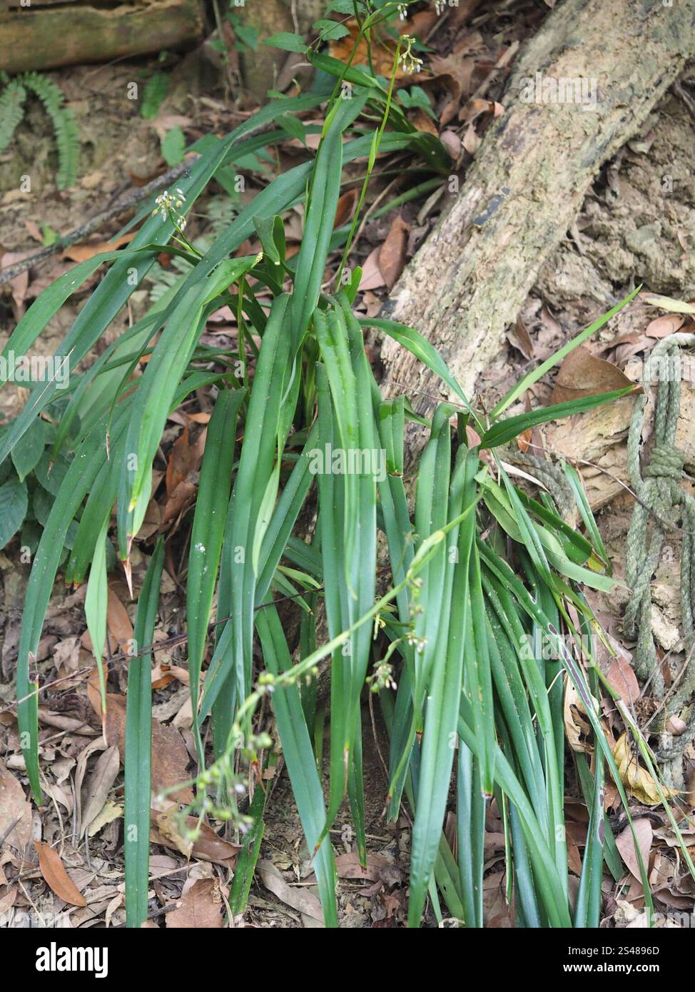 cerulean flax-lily (Dianella ensifolia Stock Photo - Alamy