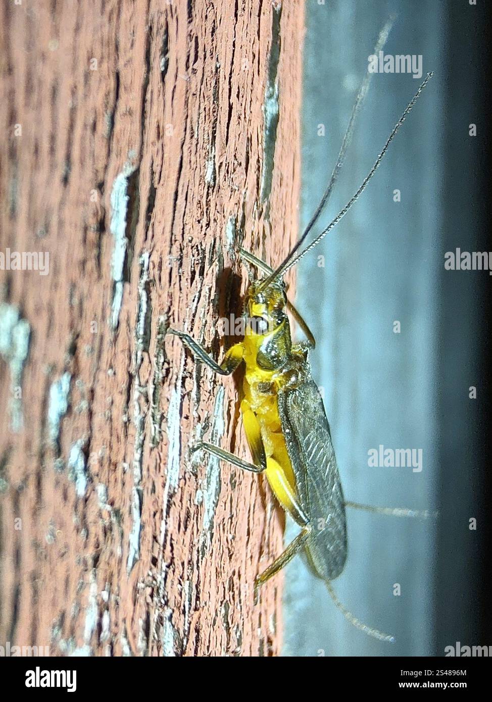 Common Stoneflies (Perlidae Stock Photo - Alamy