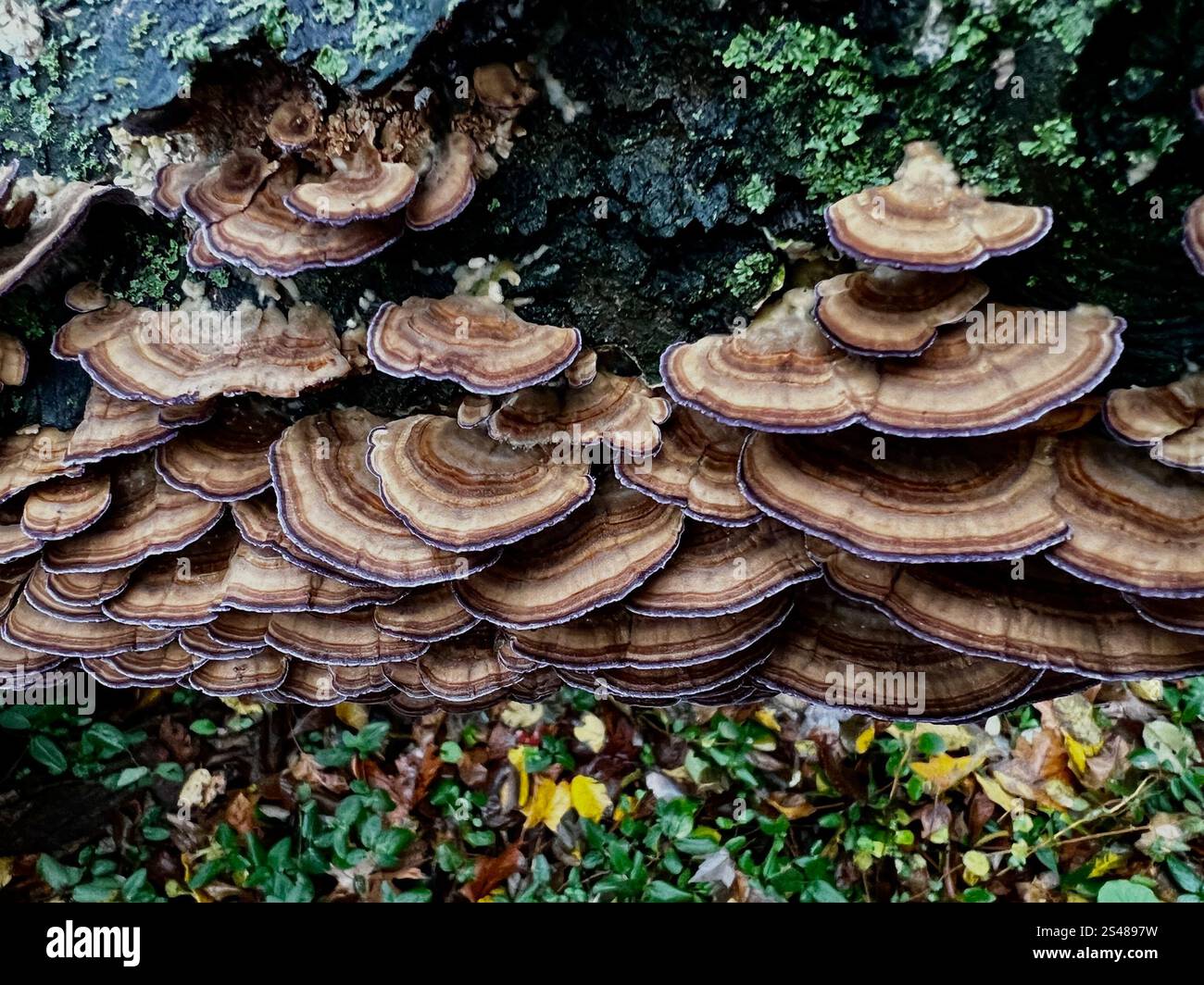 violet-toothed polypore (Trichaptum biforme Stock Photo - Alamy