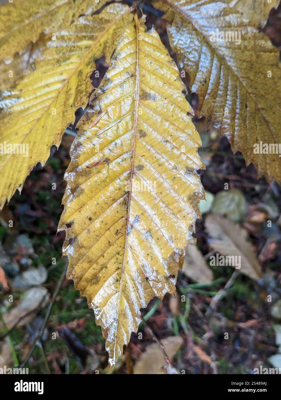 Red Alder (Alnus rubra Stock Photo - Alamy