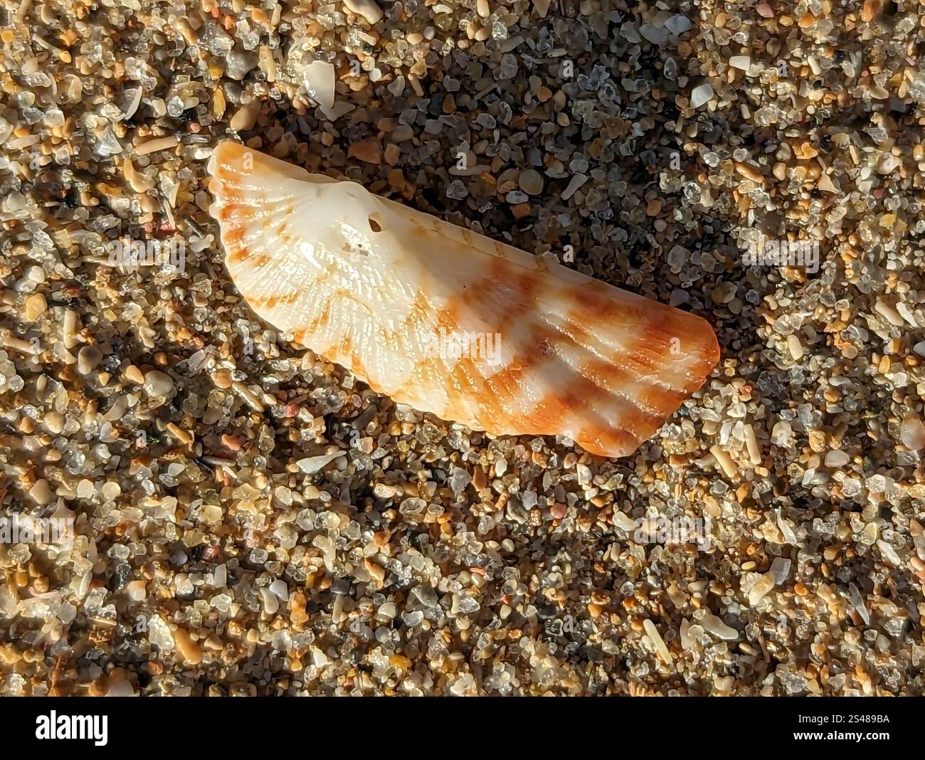 Turkey Wing (Arca zebra Stock Photo - Alamy