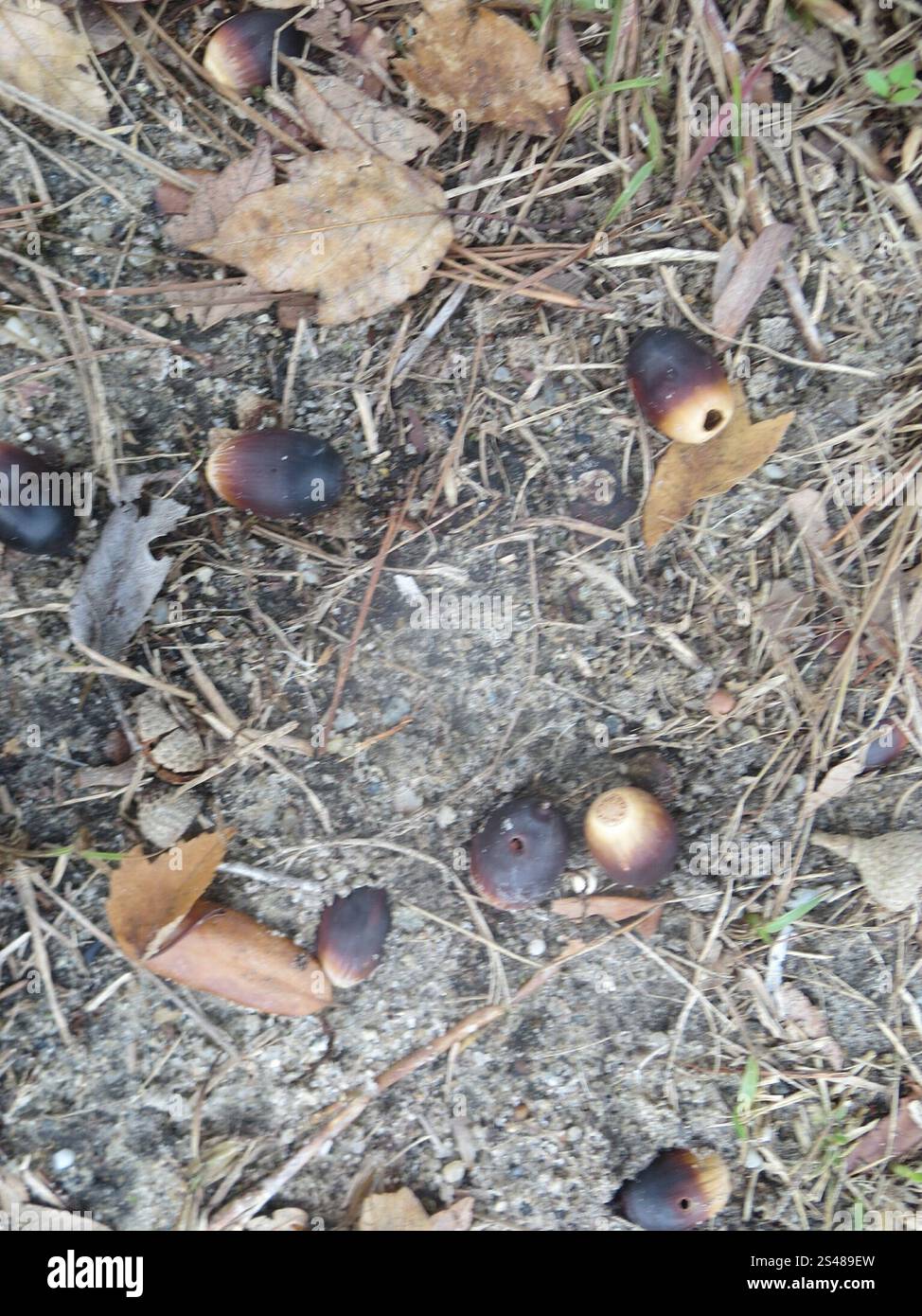 Nut and Acorn Weevils (Curculio Stock Photo - Alamy