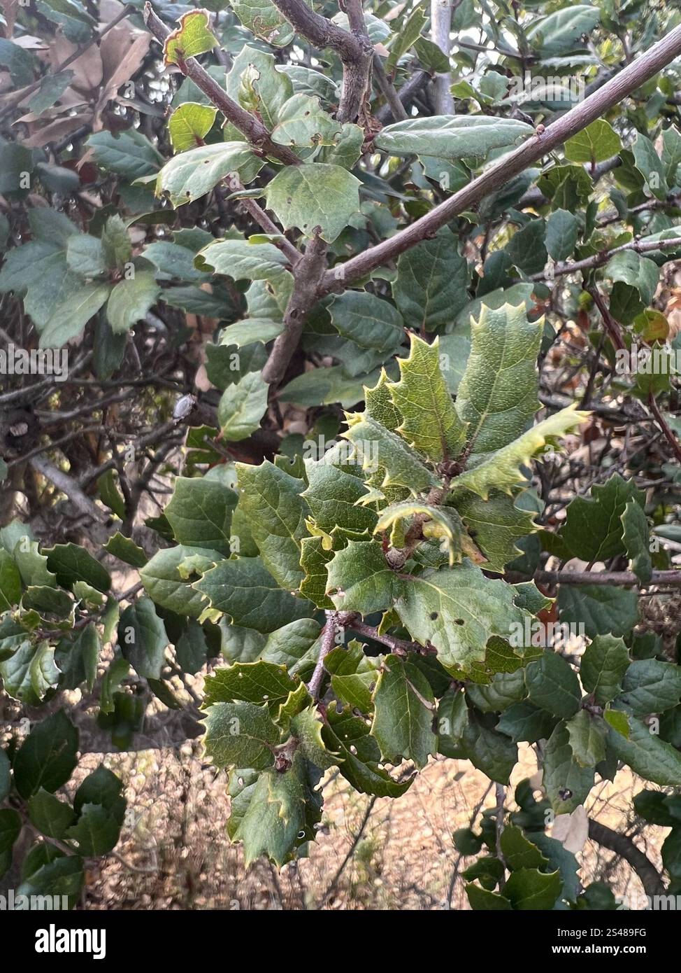 coast live oak (Quercus agrifolia Stock Photo - Alamy