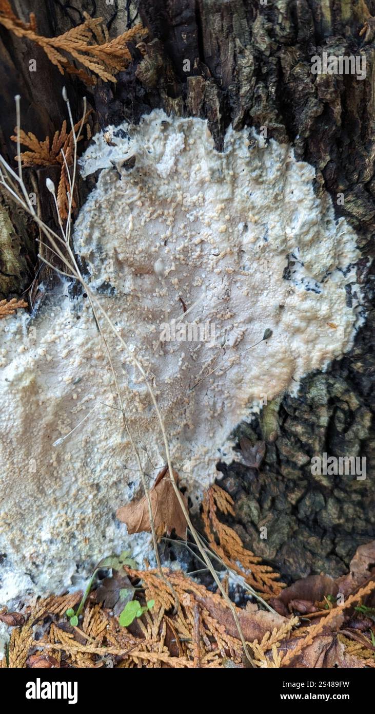 Tapioca Slime Mold (Brefeldia maxima Stock Photo - Alamy