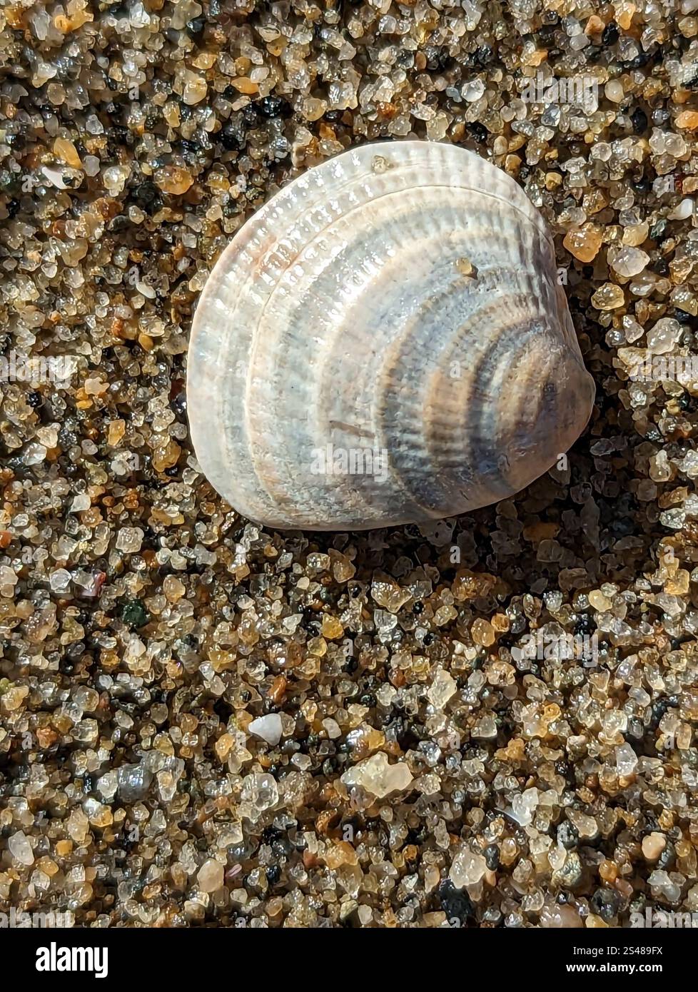 Cross-barred Venus (Chione cancellata Stock Photo - Alamy