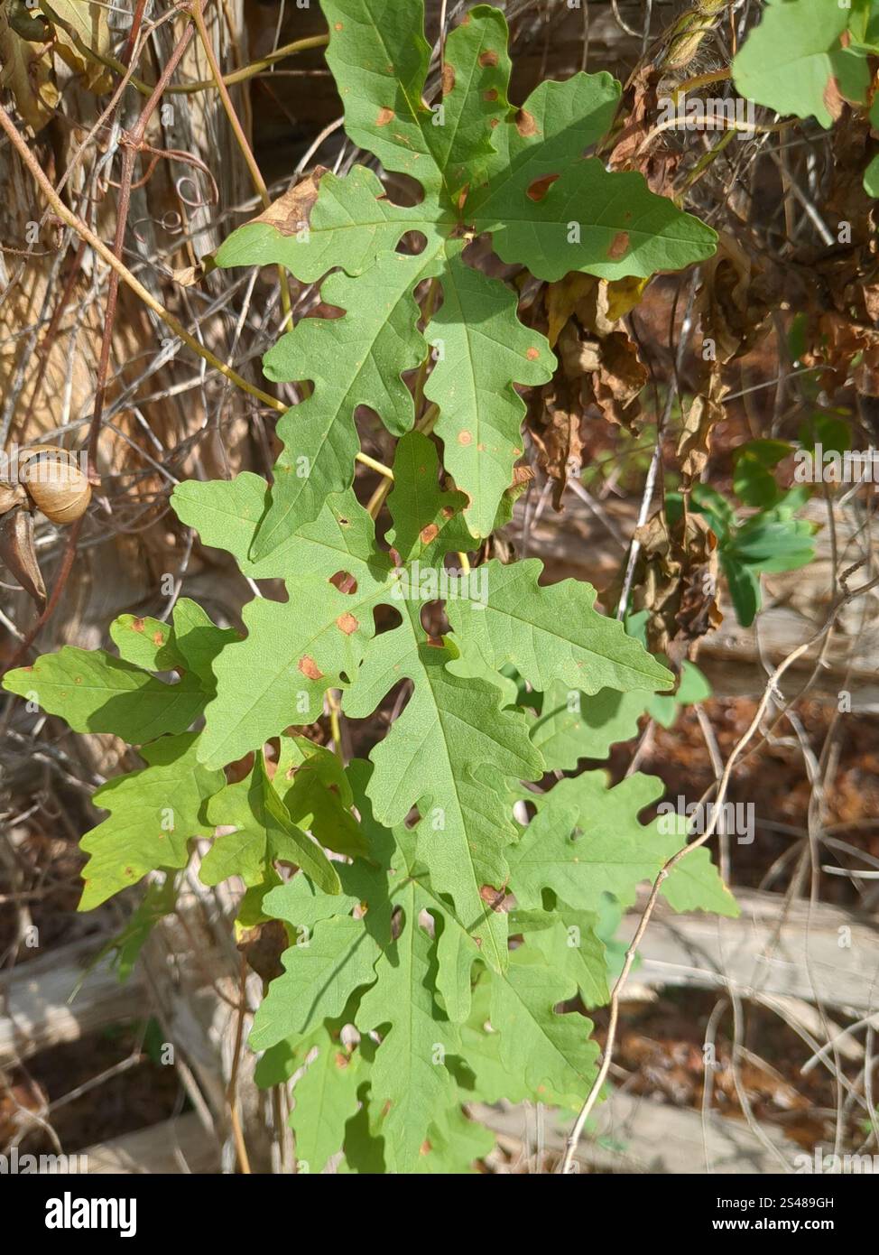 Alamo vine (Distimake dissectus Stock Photo - Alamy