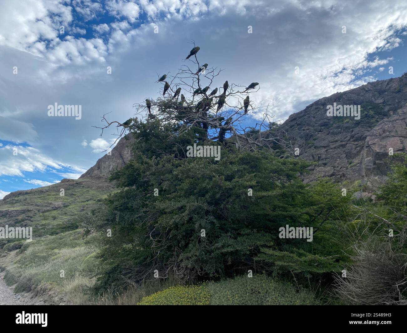 Austral Parakeet (Enicognathus ferrugineus Stock Photo - Alamy
