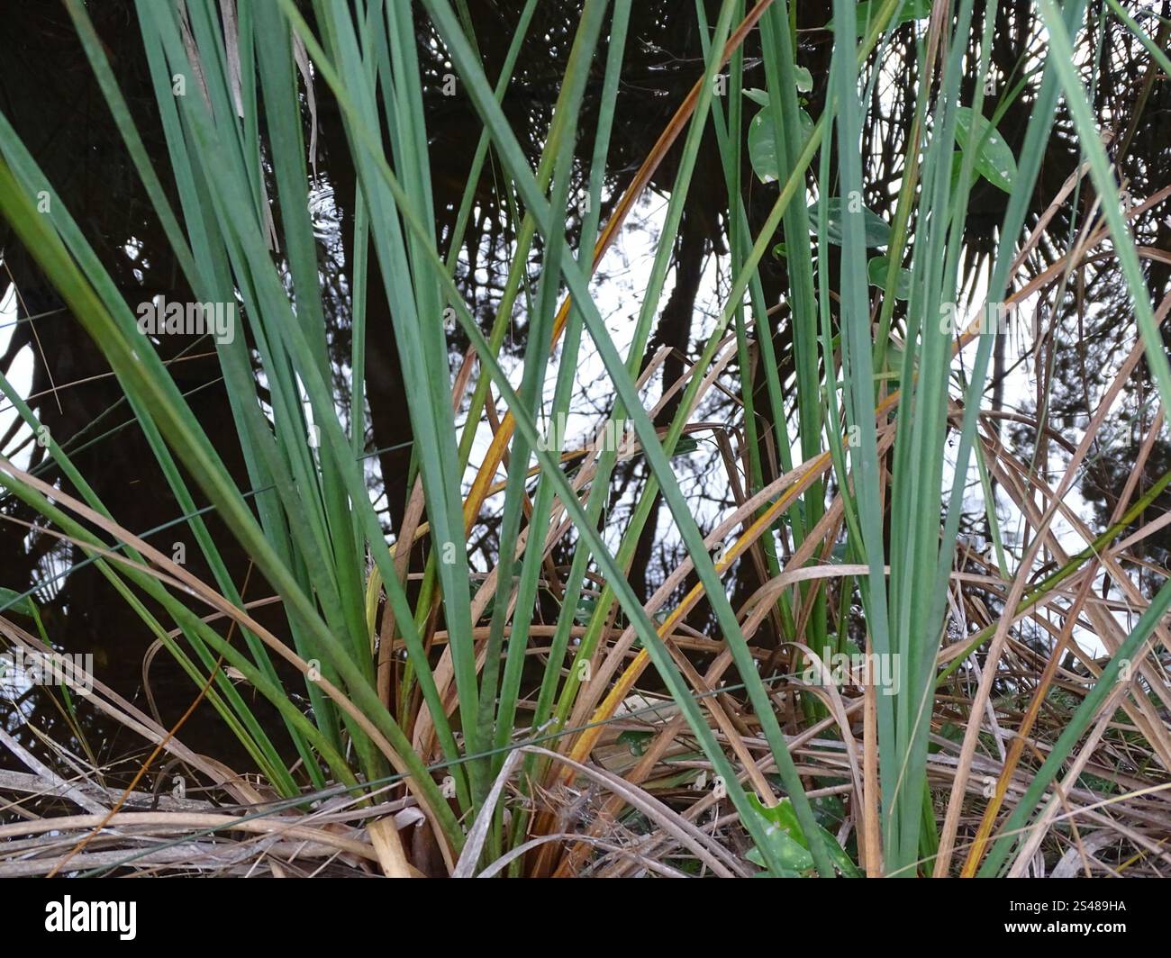 Swamp Sawgrass (Cladium mariscus Stock Photo - Alamy