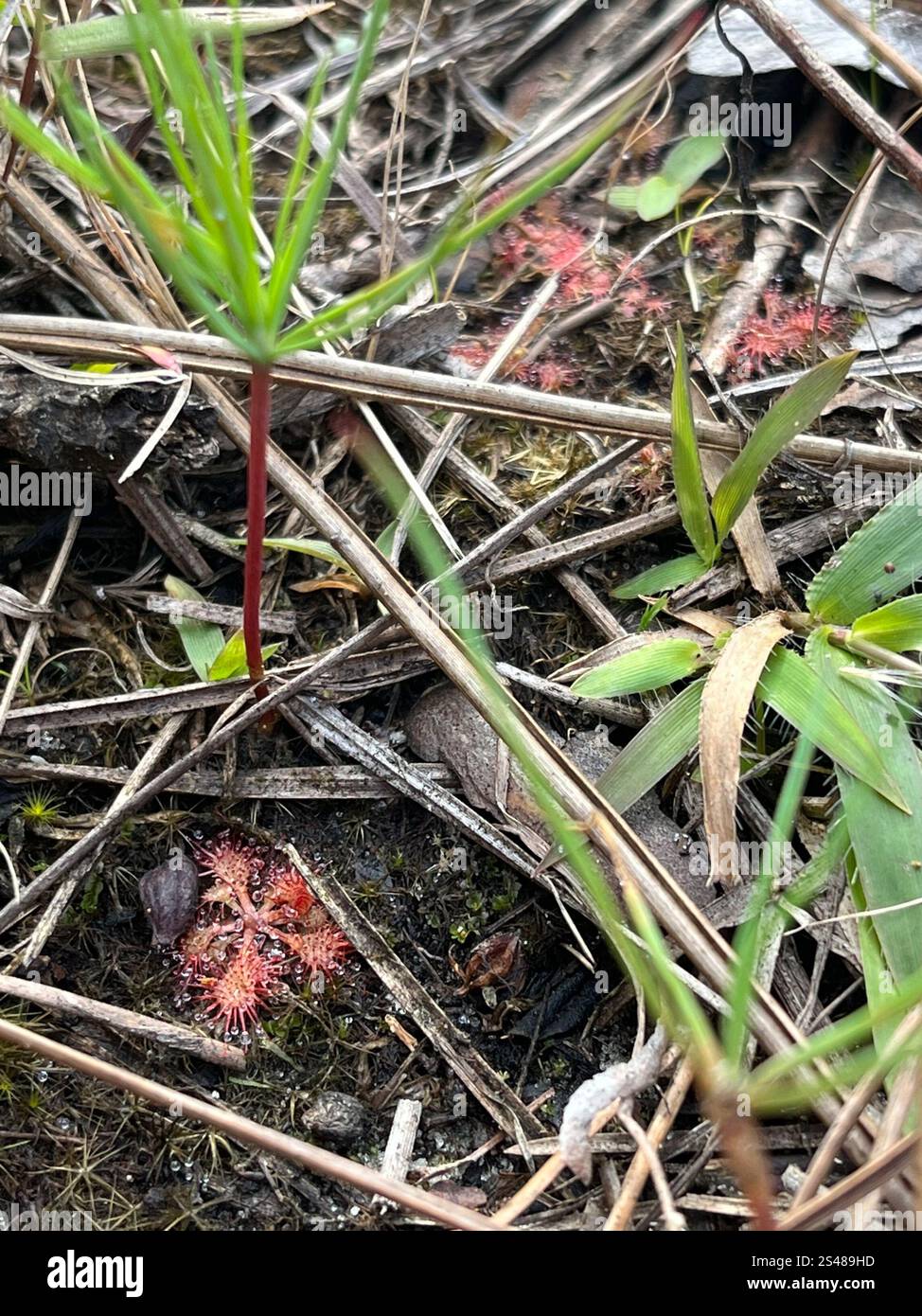 Pink Sundew (Drosera capillaris Stock Photo - Alamy