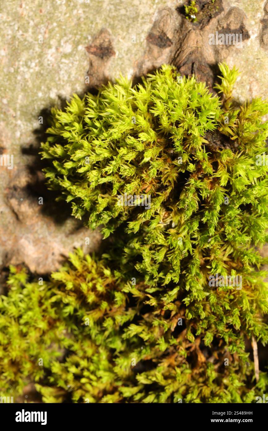 Bird's-Claw Beard-Moss (Barbula unguiculata Stock Photo - Alamy