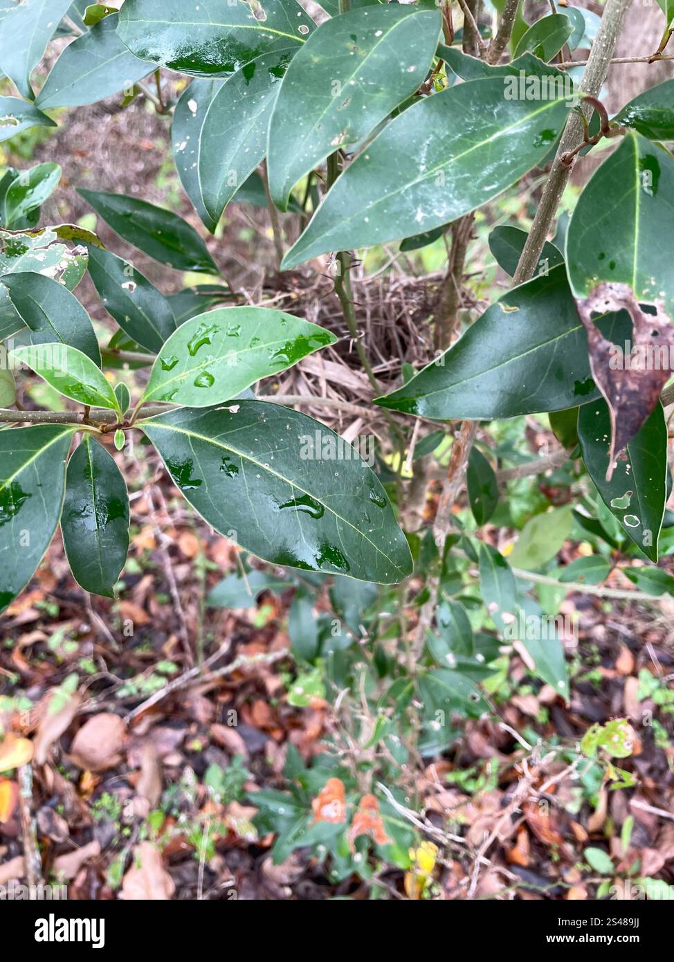 tree privet (Ligustrum lucidum Stock Photo - Alamy