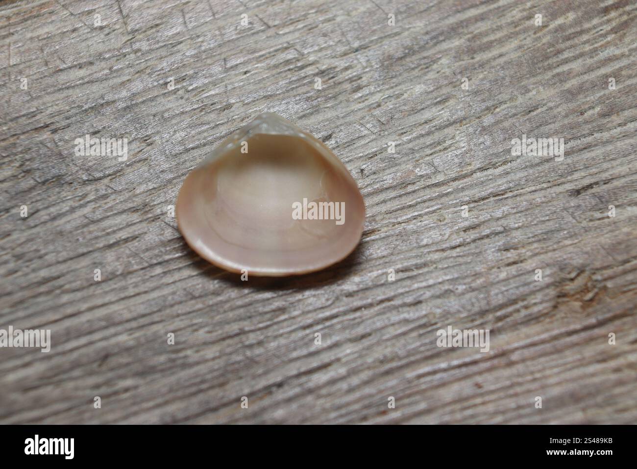 Trigonal Tivela (Tivela mactroides Stock Photo - Alamy