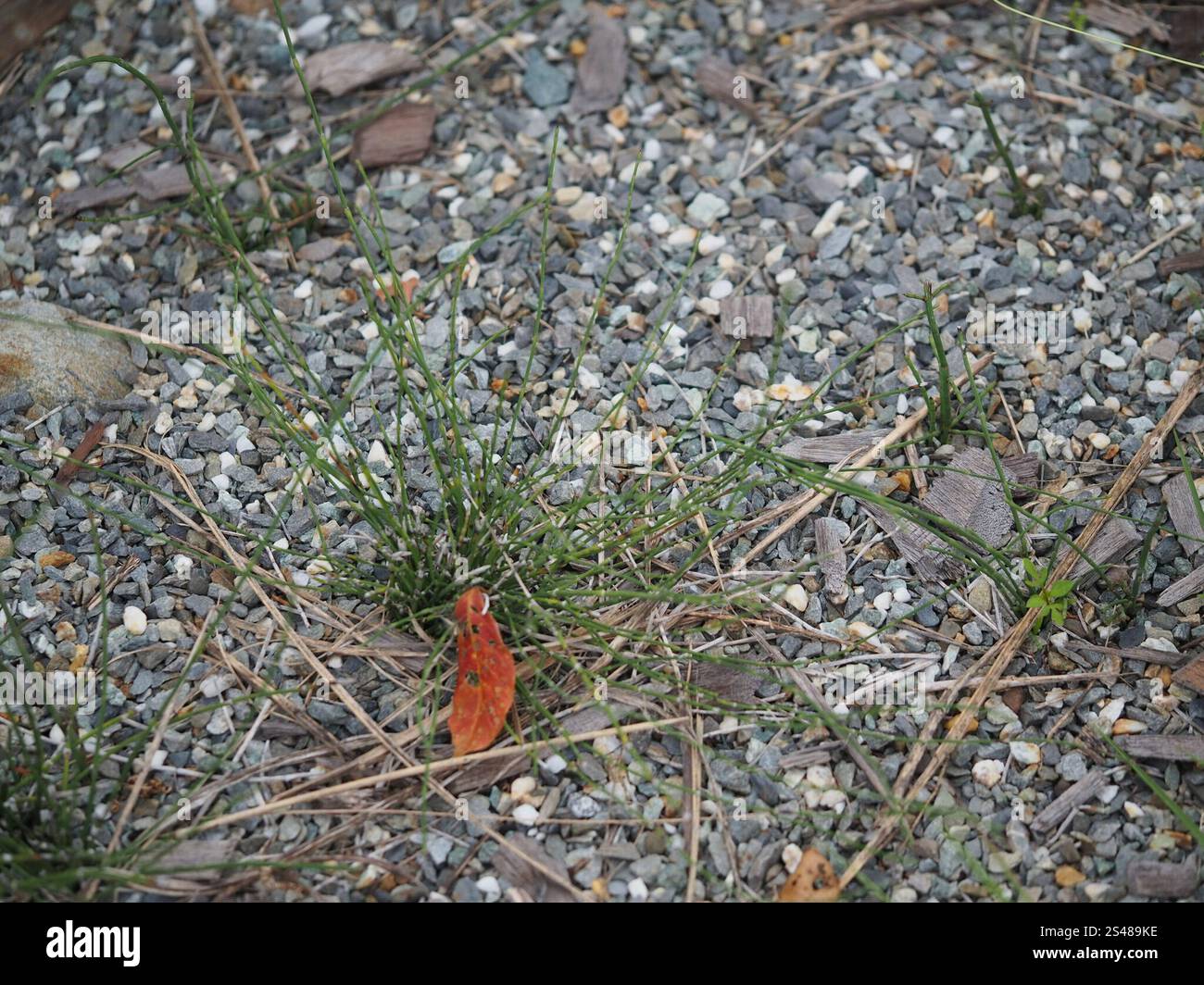 Branched Horsetail (Equisetum ramosissimum Stock Photo - Alamy