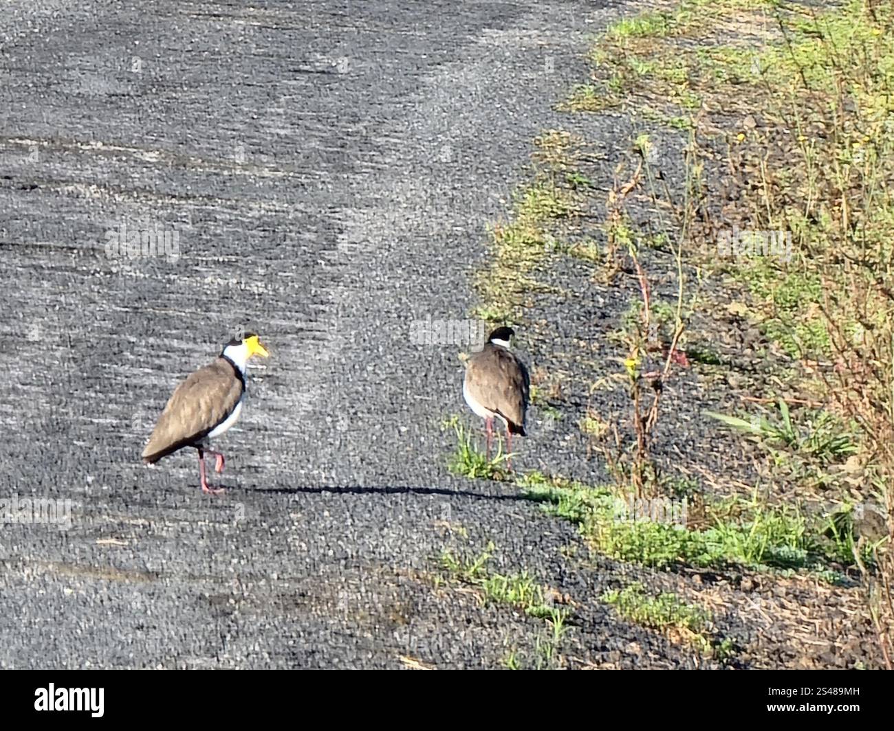 Black-shouldered Masked Lapwing (Vanellus miles novaehollandiae Stock ...