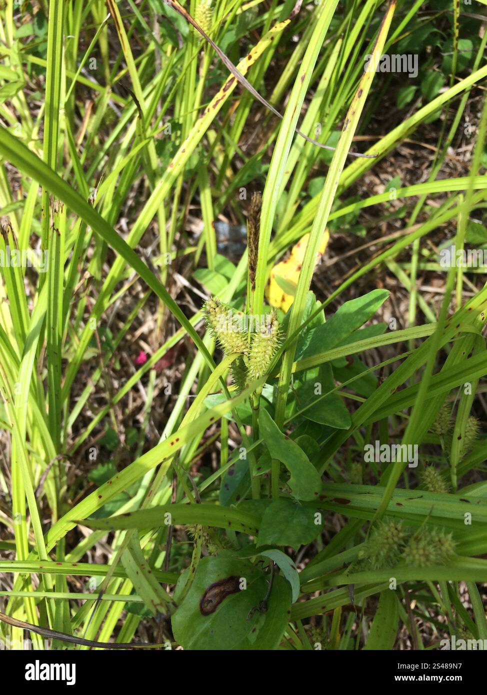 golden cattail sedge (Carex aureolensis Stock Photo - Alamy