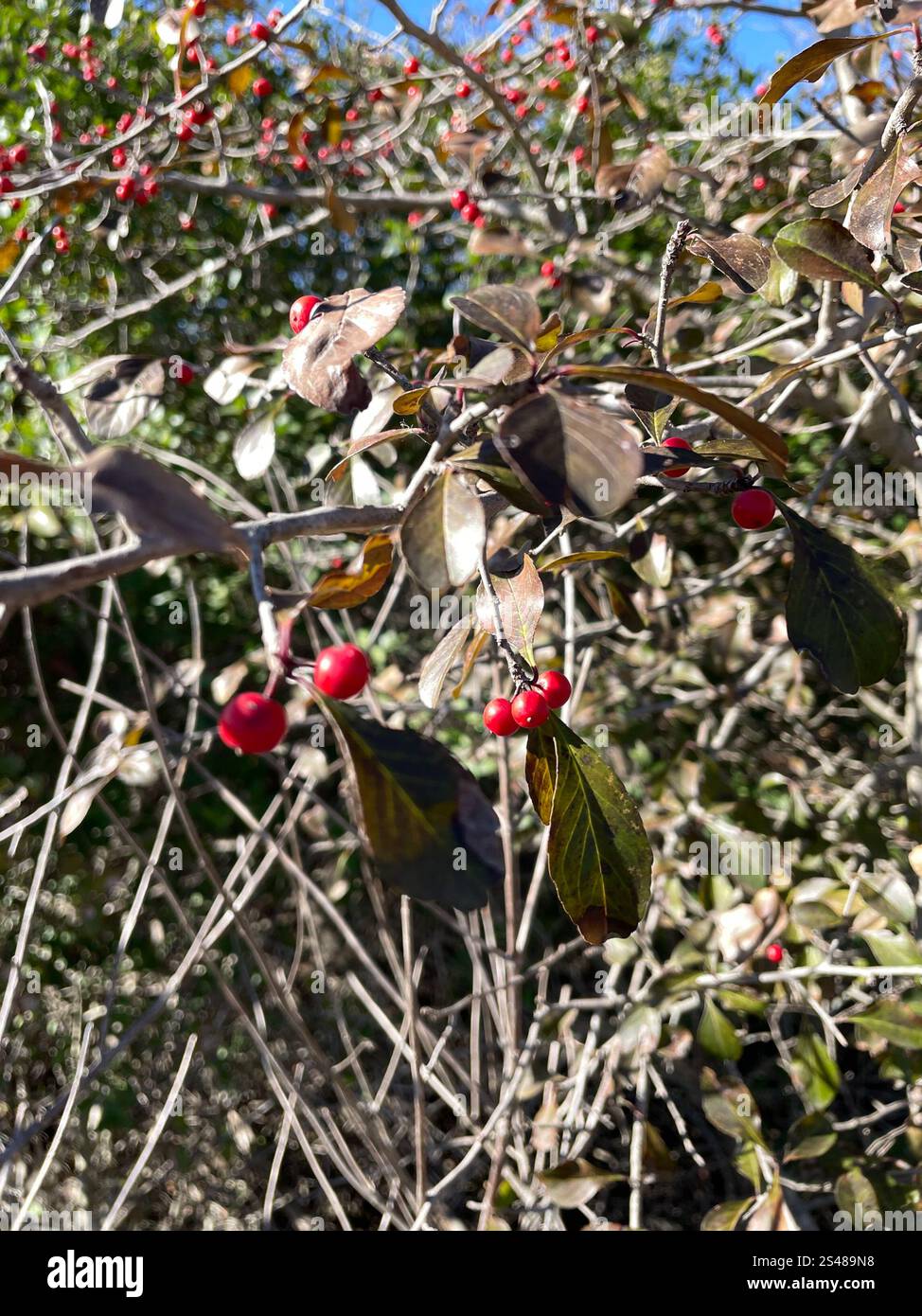possumhaw (Ilex decidua Stock Photo - Alamy