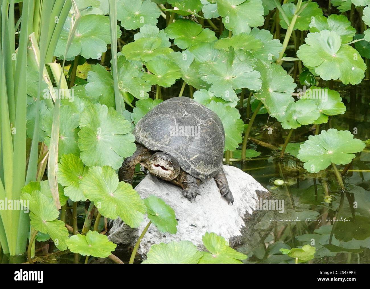 Mexican Mud Turtle (Kinosternon integrum Stock Photo - Alamy