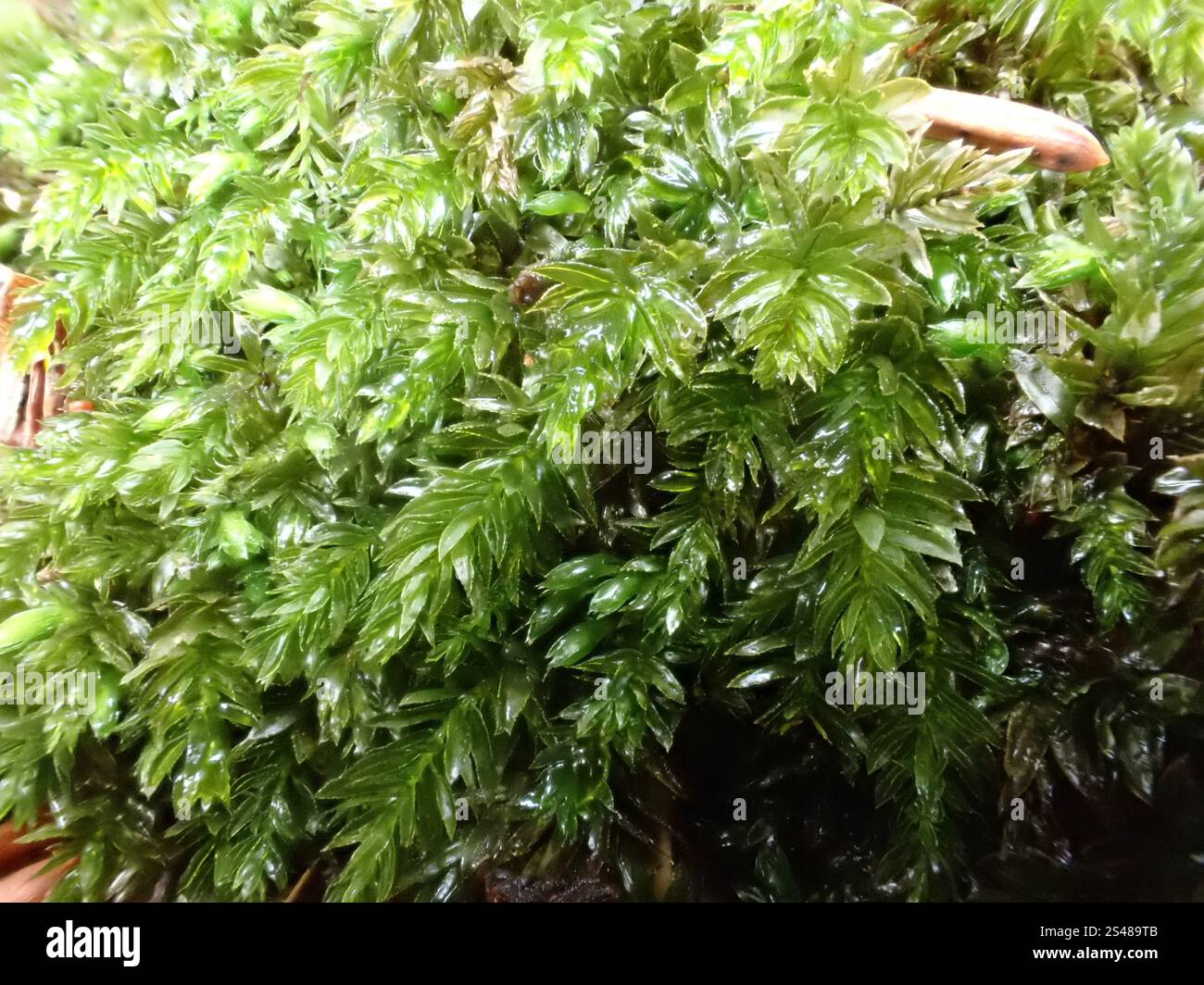 Horn Calcareous Moss (Mnium hornum Stock Photo - Alamy