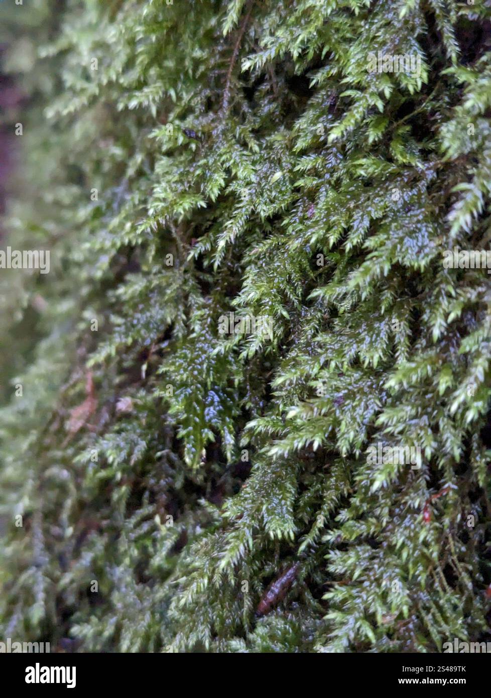 Cat's Tail Moss (Pseudisothecium stoloniferum Stock Photo - Alamy