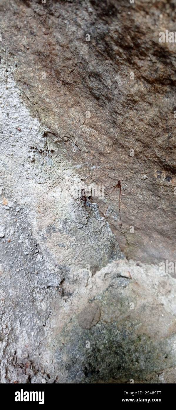 Cellar Spiders (Pholcidae Stock Photo - Alamy