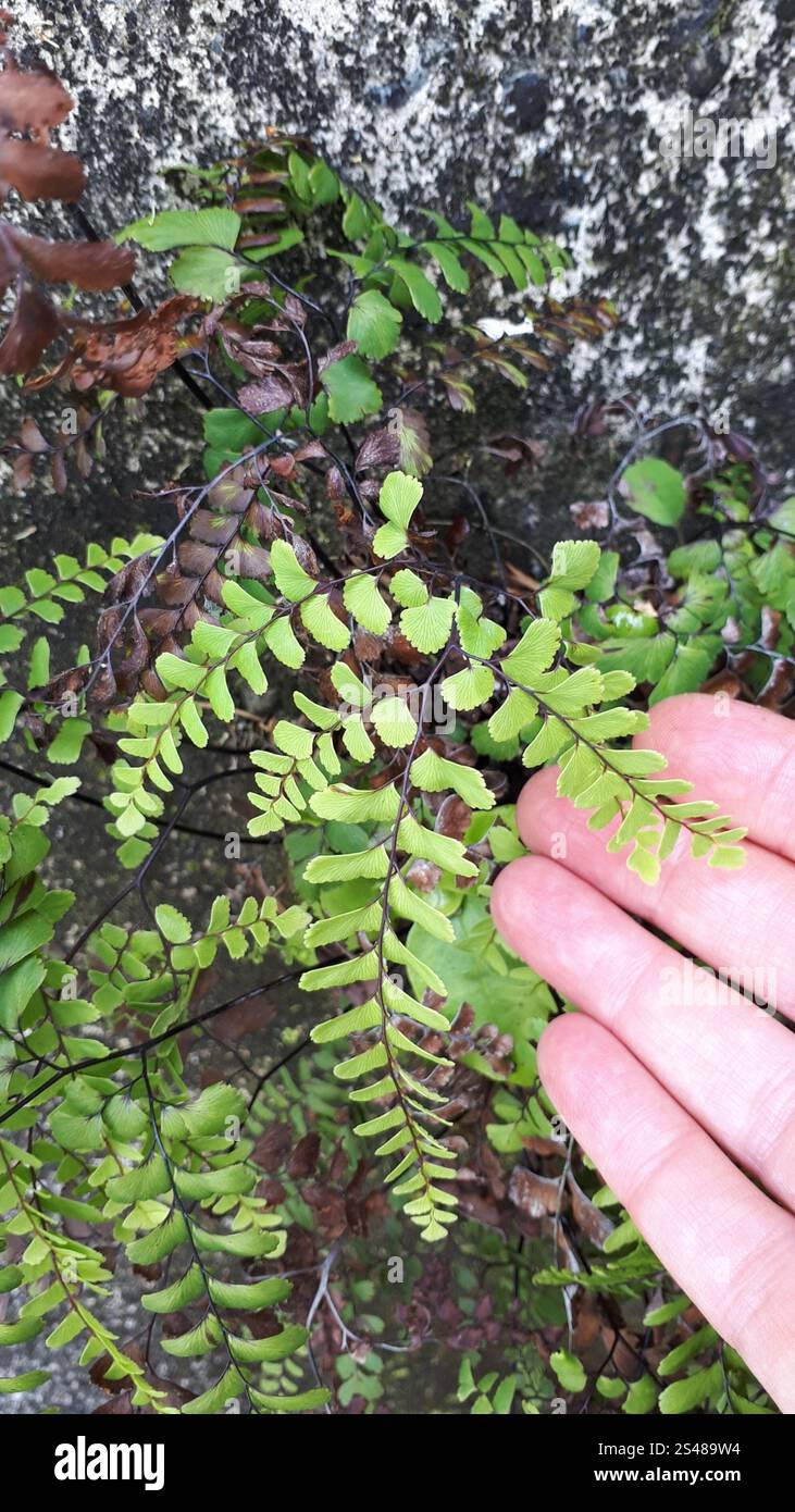 Cunningham's maidenhair (Adiantum cunninghamii Stock Photo - Alamy