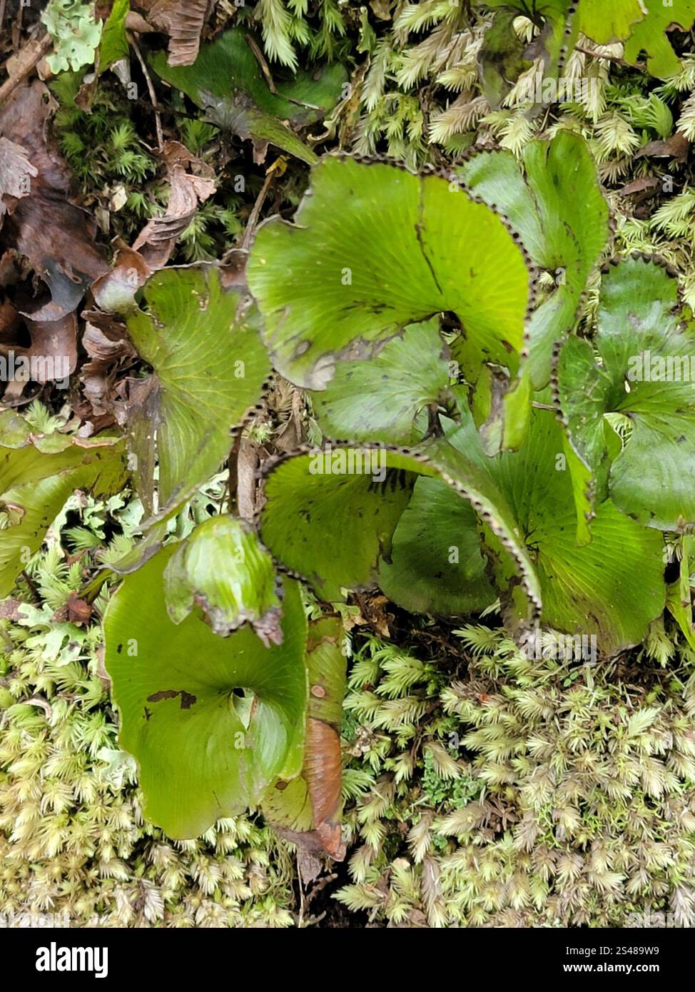 Kidney fern hi-res stock photography and images - Alamy