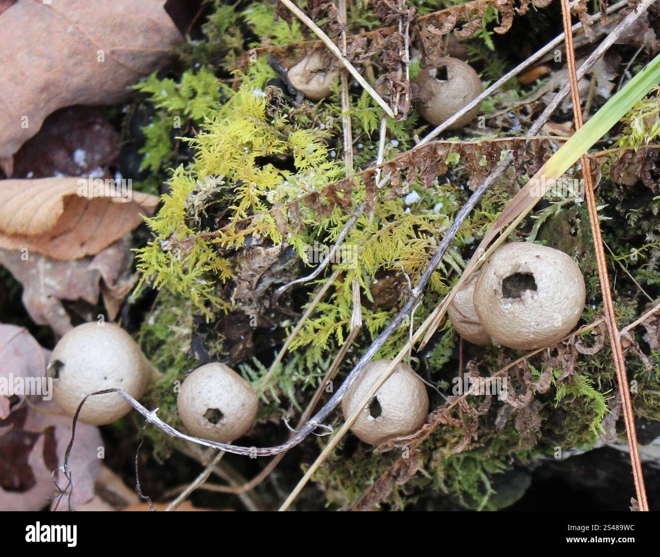 Pear-shaped Puffball (Apioperdon pyriforme Stock Photo - Alamy