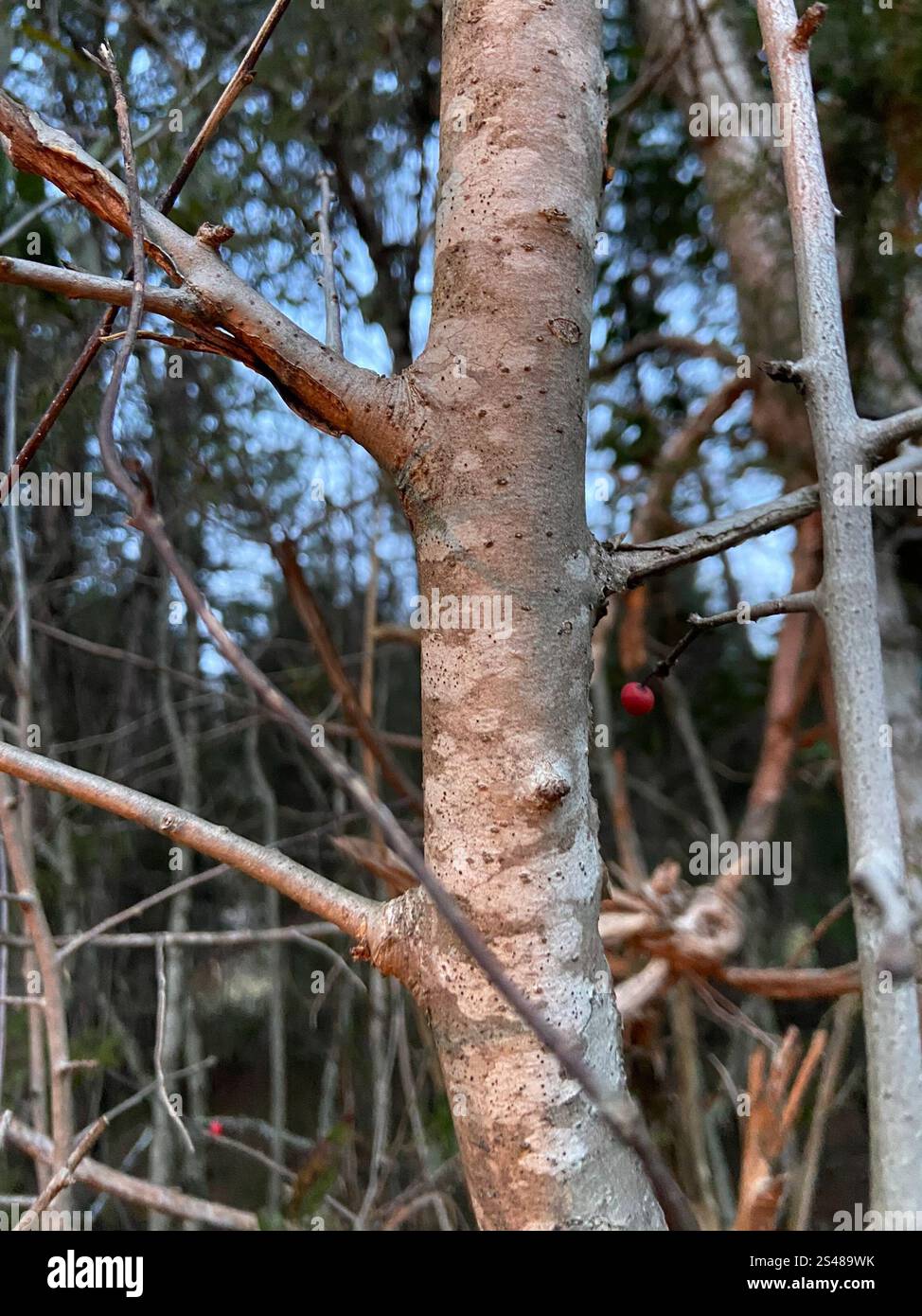 possumhaw (Ilex decidua Stock Photo - Alamy