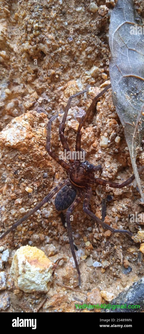 Pantropical huntsman spider hi-res stock photography and images - Alamy