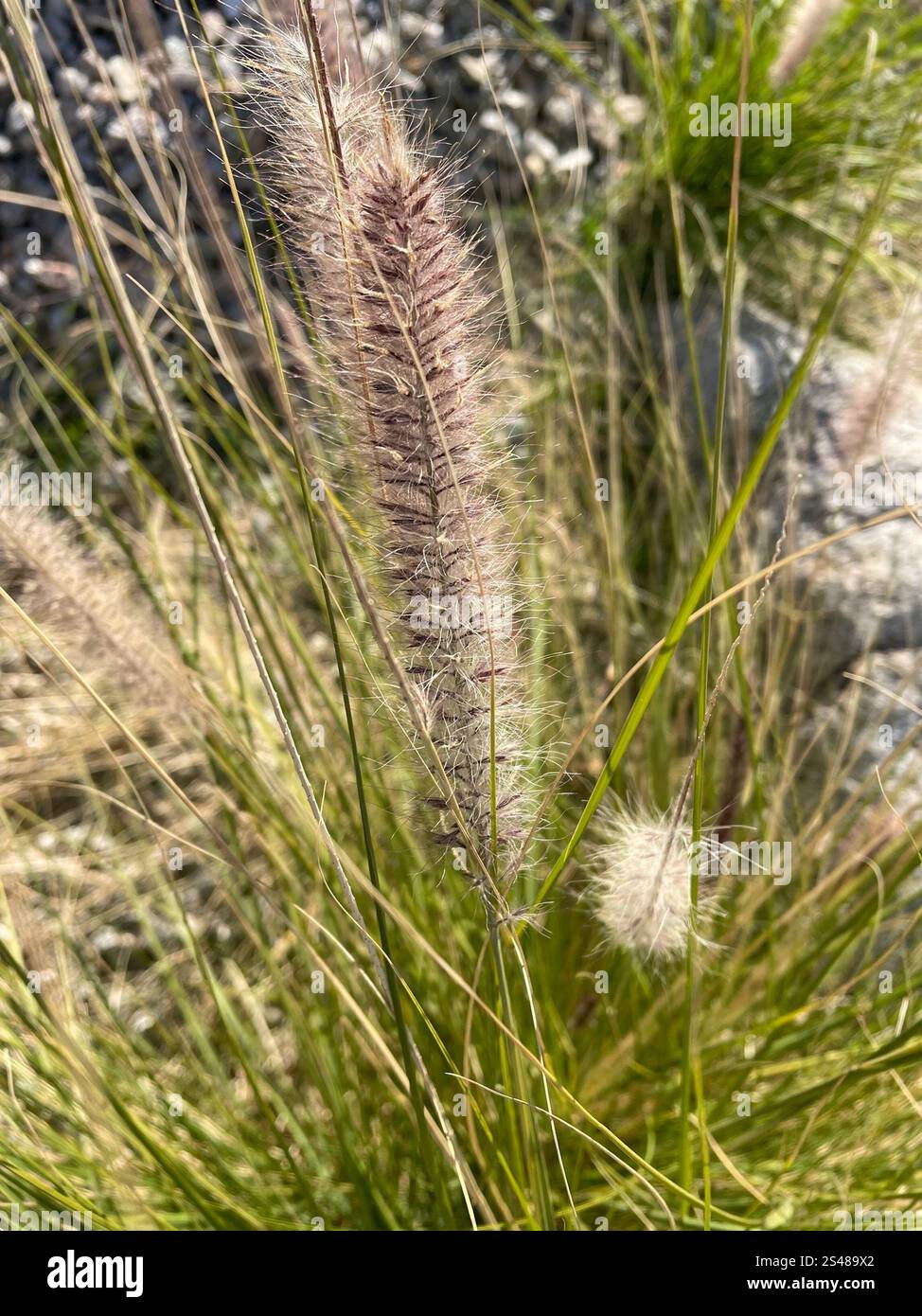 Fountain Grass (Cenchrus setaceus Stock Photo - Alamy
