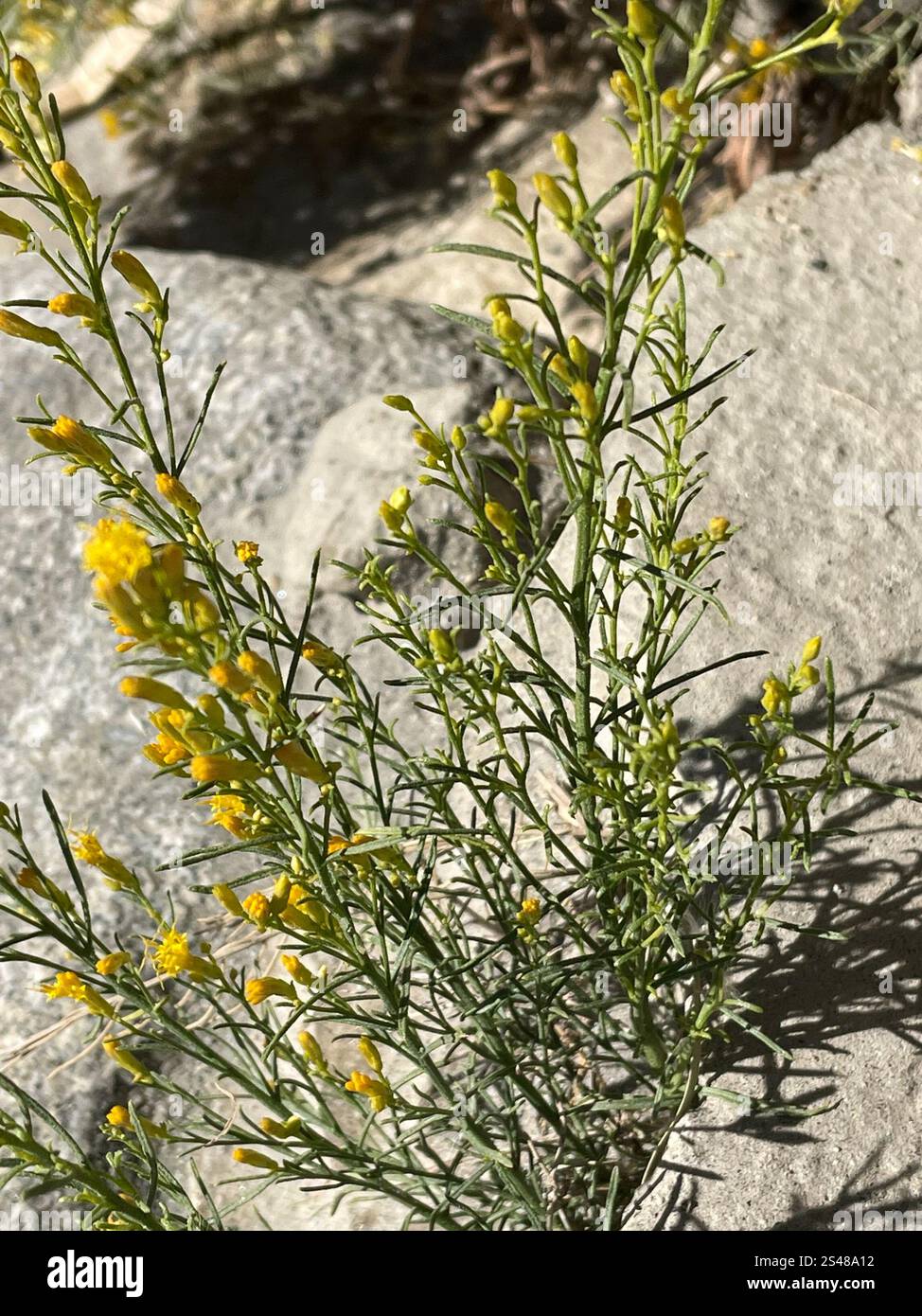 Black-banded Rabbitbrush (Ericameria paniculata Stock Photo - Alamy