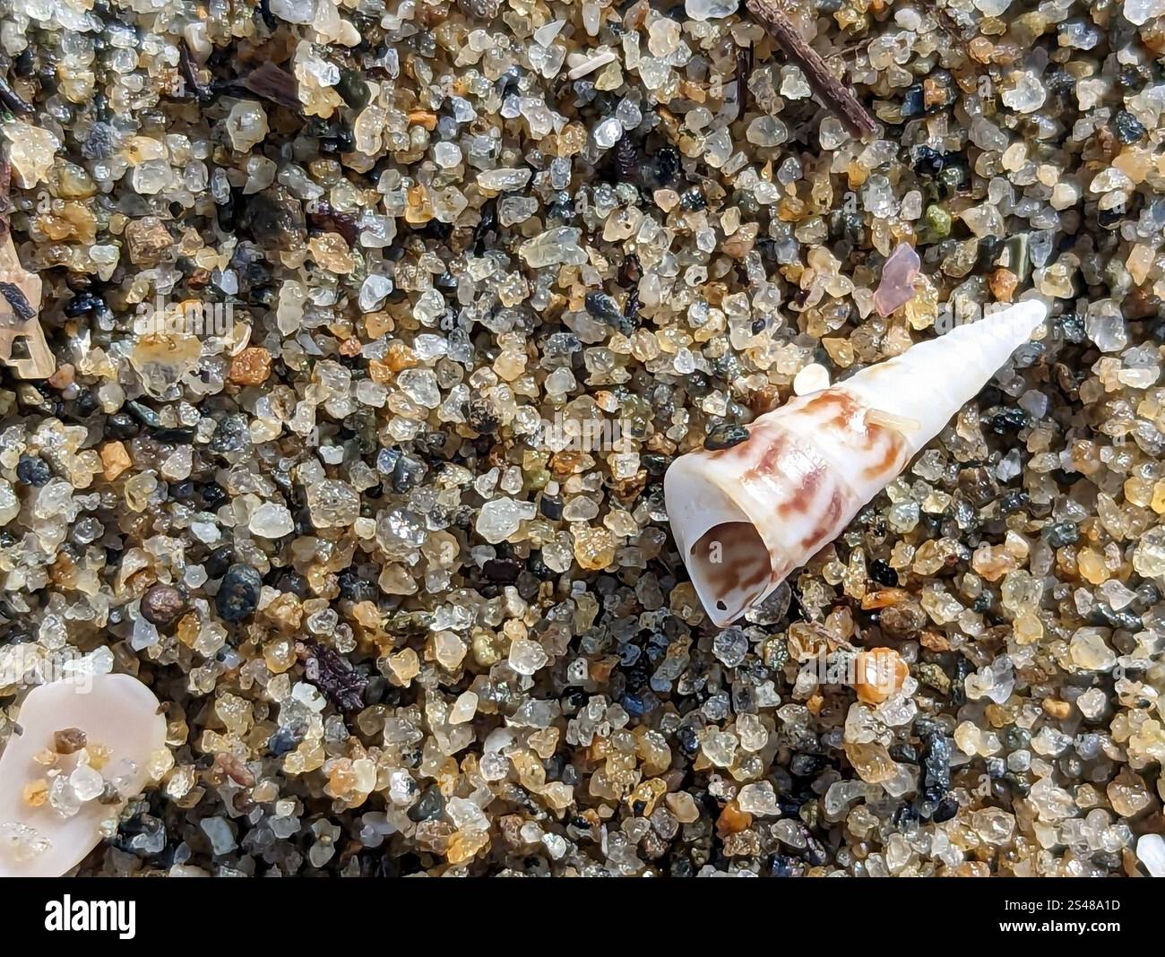 Variegated Turret Snail (Caviturritella variegata Stock Photo - Alamy