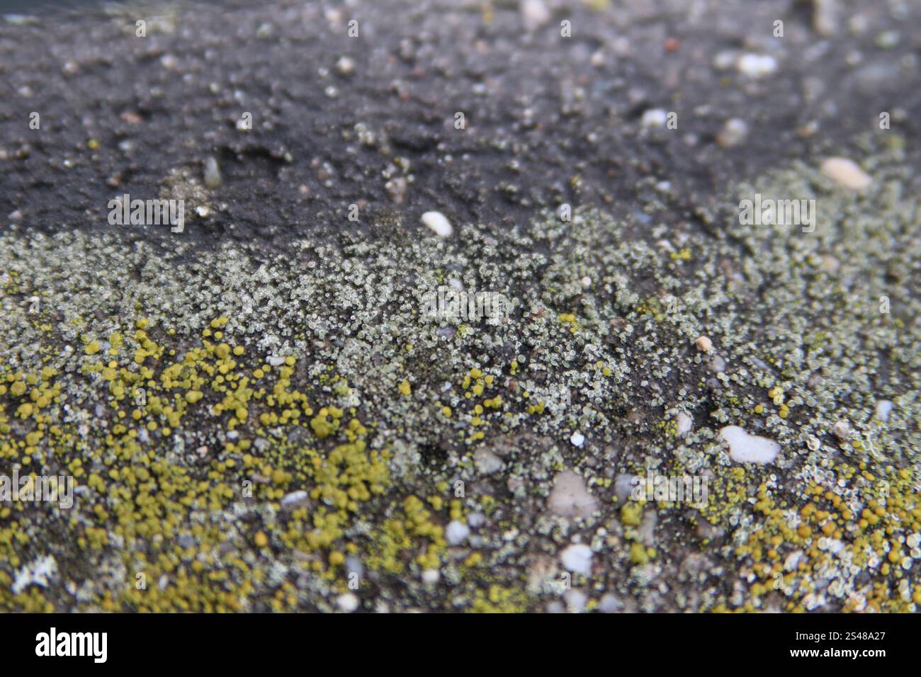 rim lichens, disc lichens, and allies (Lecanoraceae Stock Photo - Alamy