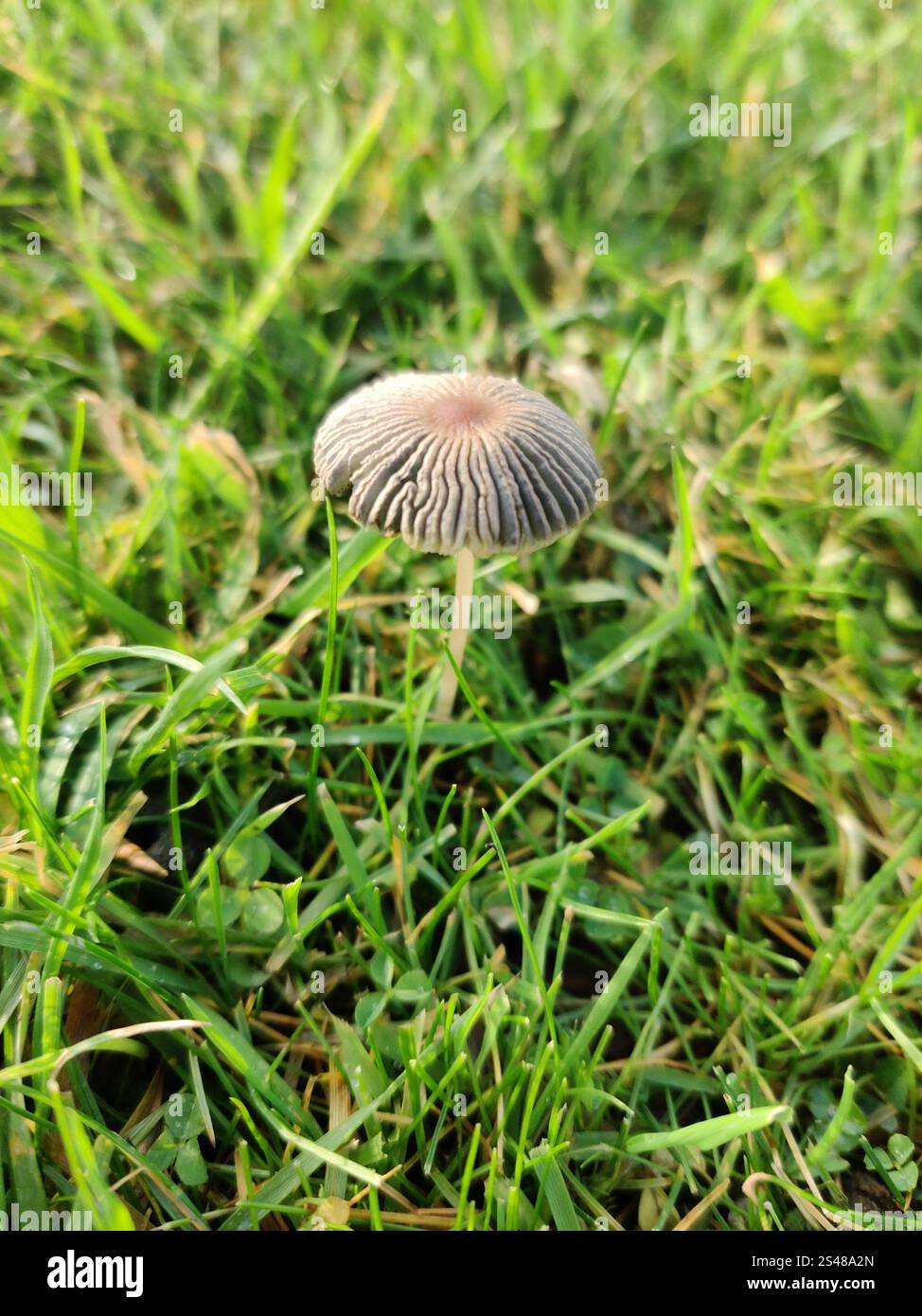 Parasola sect. Parasola (Parasola Stock Photo - Alamy