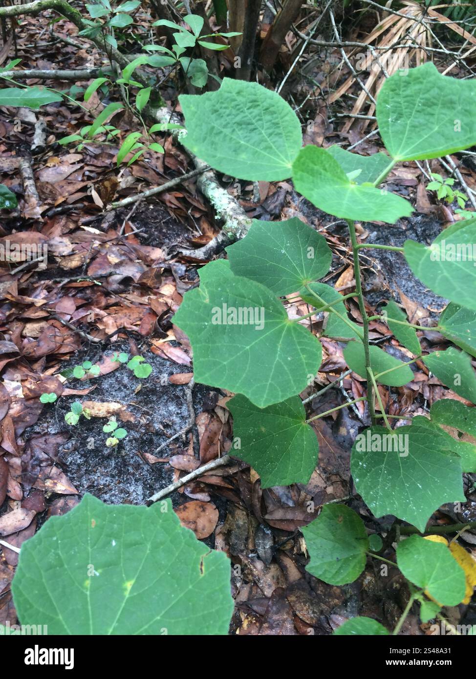 Caesar weed (Urena lobata Stock Photo - Alamy