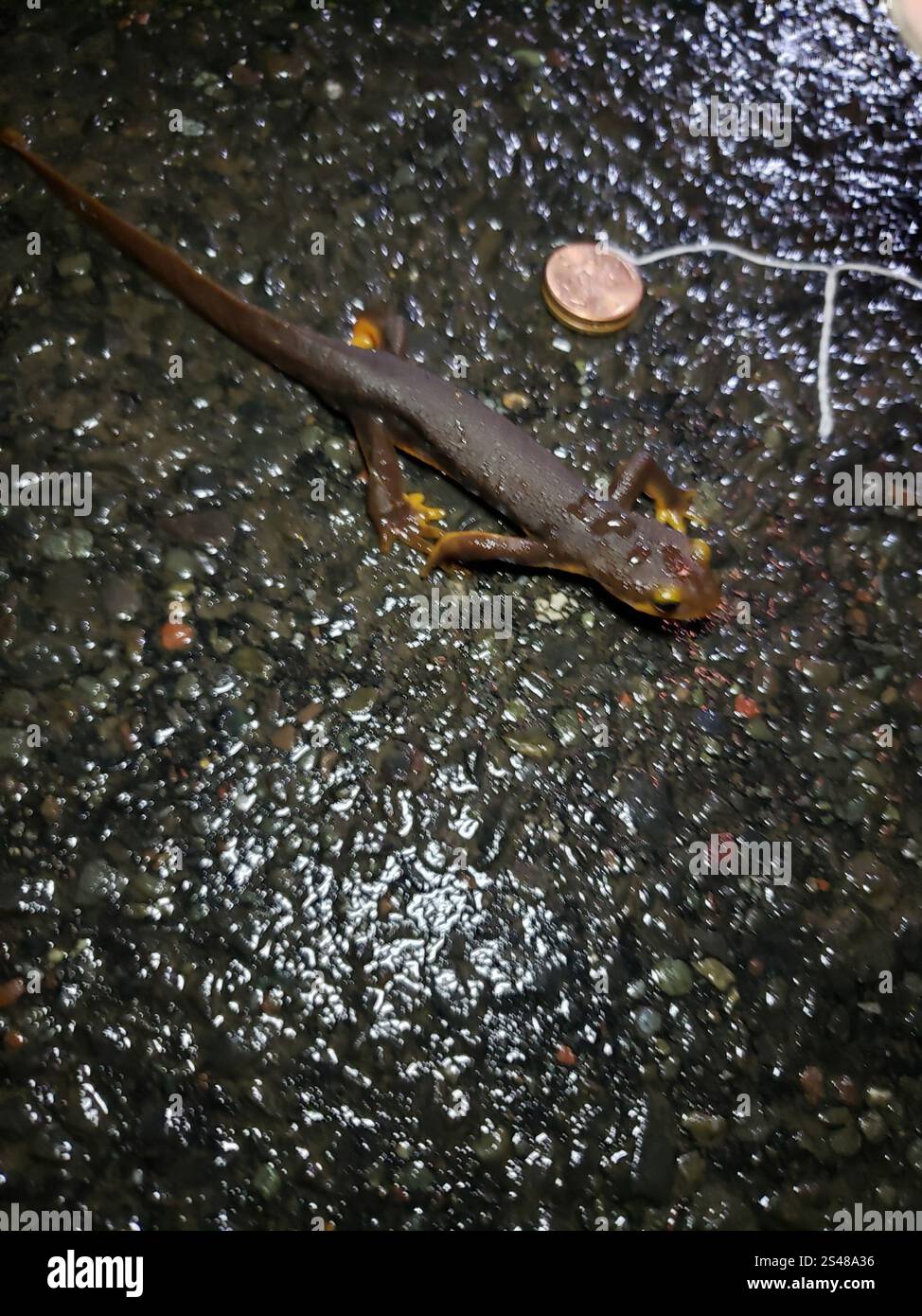 California Newt (Taricha torosa Stock Photo - Alamy