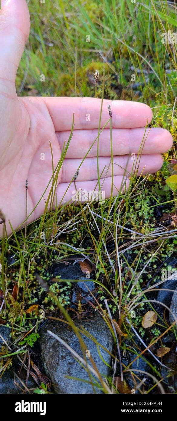 Sharp Spike Sedge (Eleocharis acuta Stock Photo - Alamy